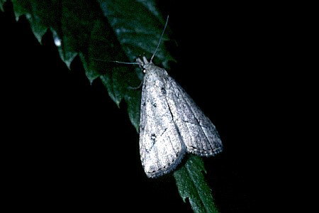 ヤガ上科 ヤガ科 ミジンアツバ類 Luceria