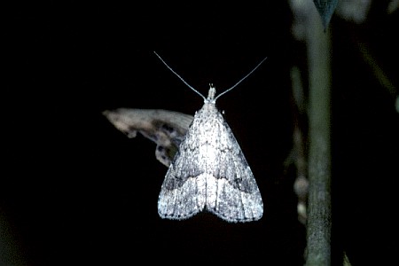 ヤガ上科 ヤガ科 ミジンアツバ類 Schrankia