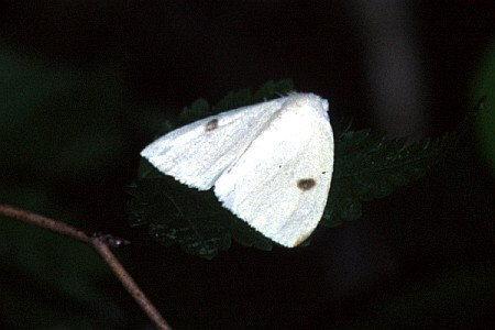 ヤガ上科 ドクガ科 Topomesoides