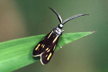 マダラガ上科 マダラガ科 クロマダラ亜科 Balataea