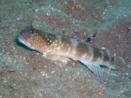 海洋生物図鑑：イトヒキハゼ