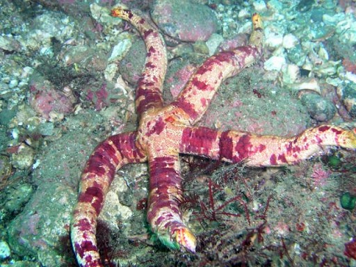 海洋生物図鑑：オオアカヒトデ